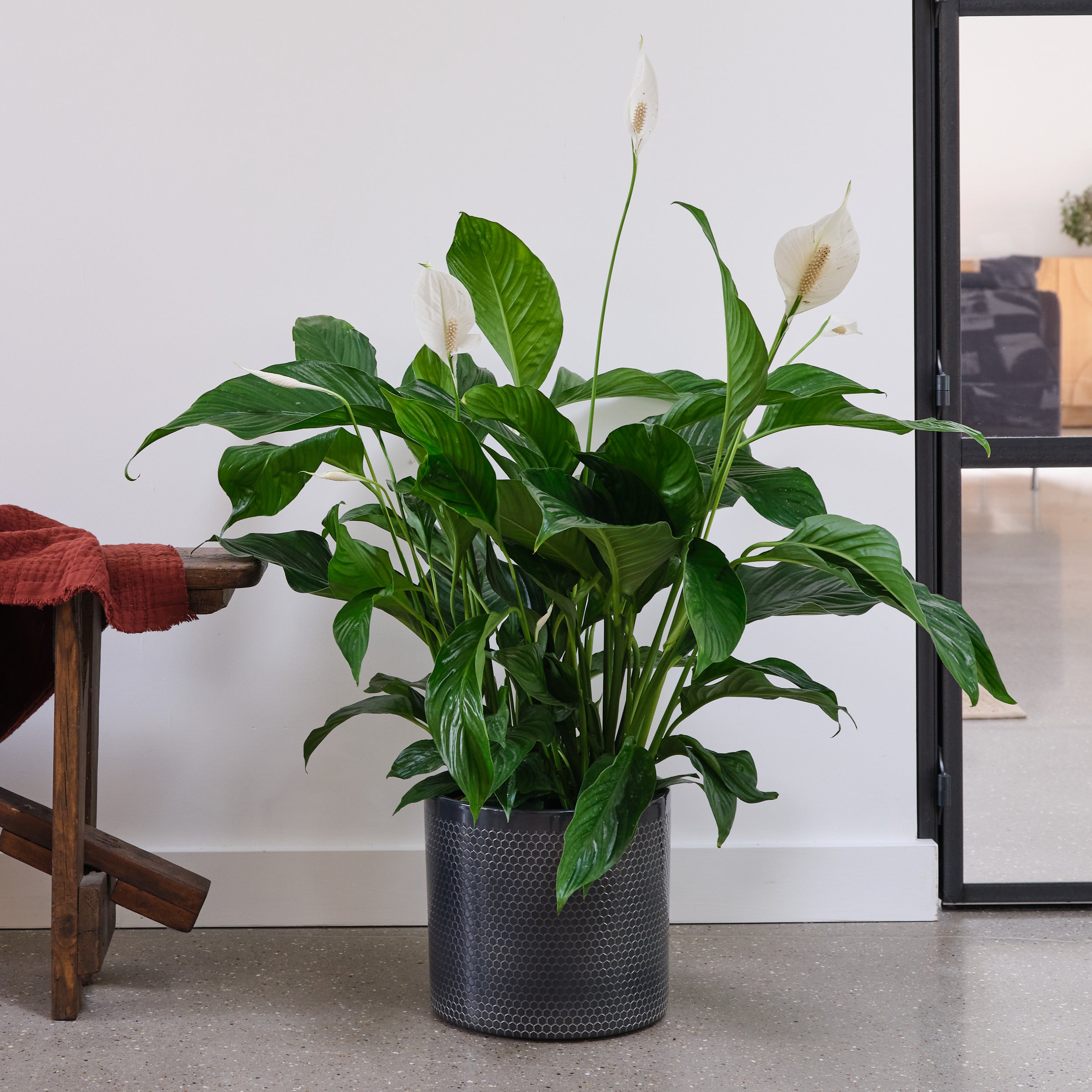 Peace Lily House Plant in Capri Pot Ceramic Black → Se online her!
